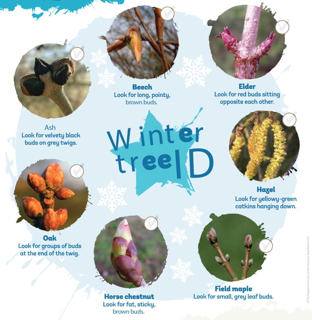 Identifying trees in Winter